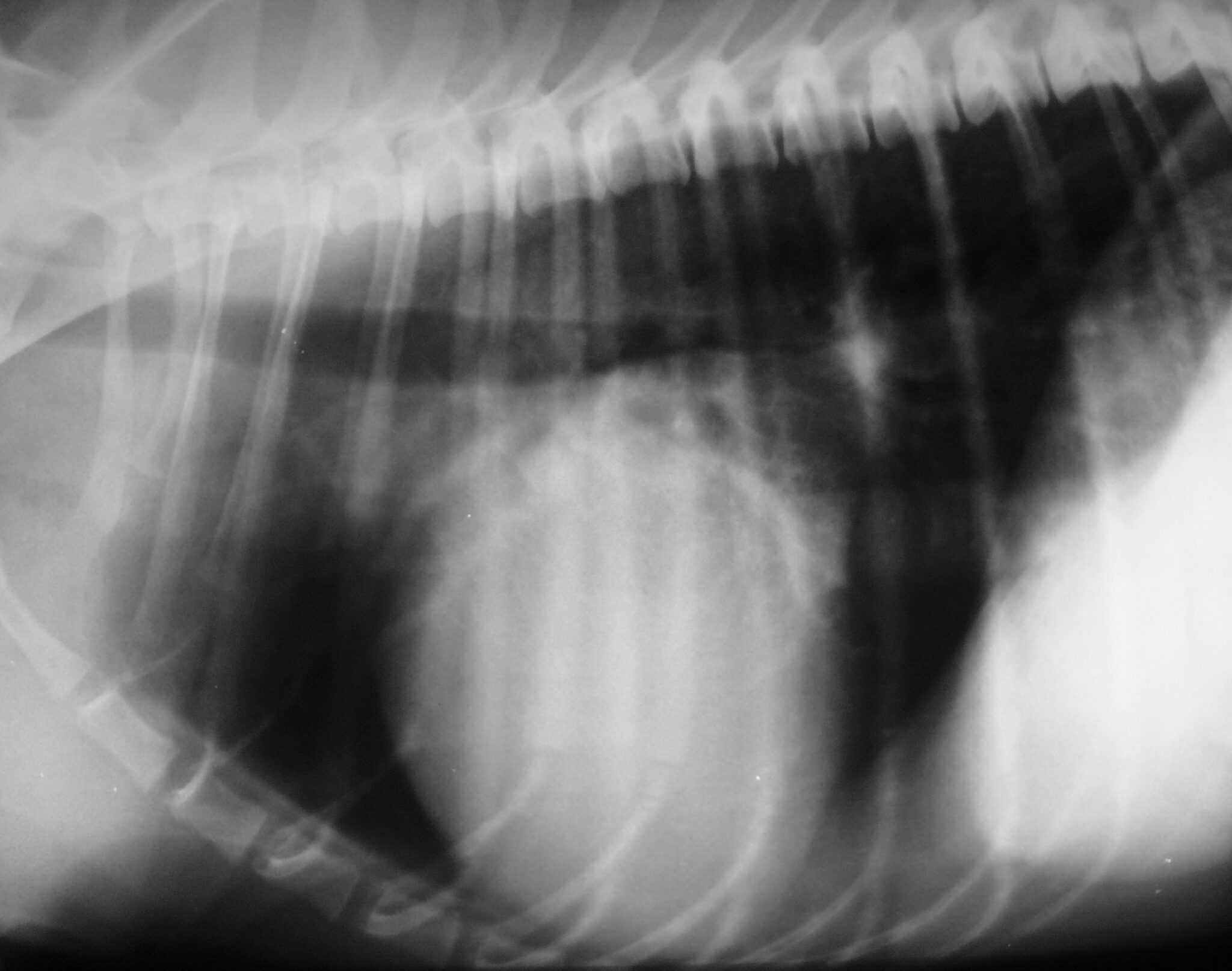 Röntgen (Thorax) - Tierarztpraxis Dr. med. vet. Ingo Schneider