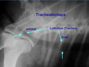 Röntgen (Thorax) - Tierarztpraxis Dr. med. vet. Ingo Schneider
