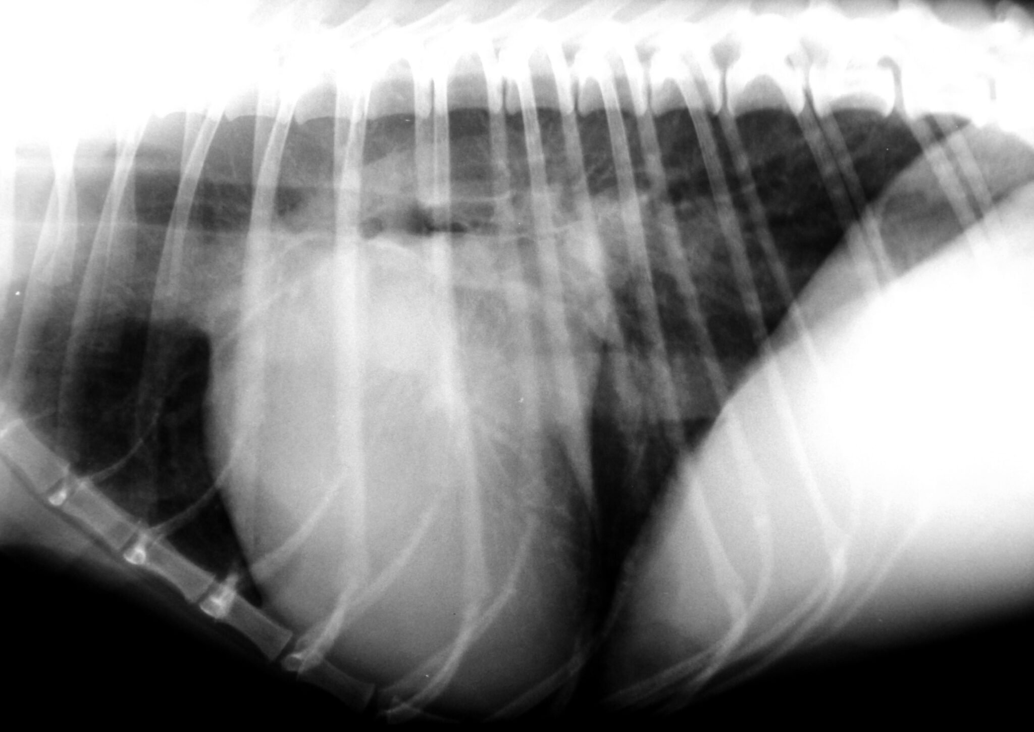 Röntgen (Thorax) - Tierarztpraxis Dr. med. vet. Ingo Schneider